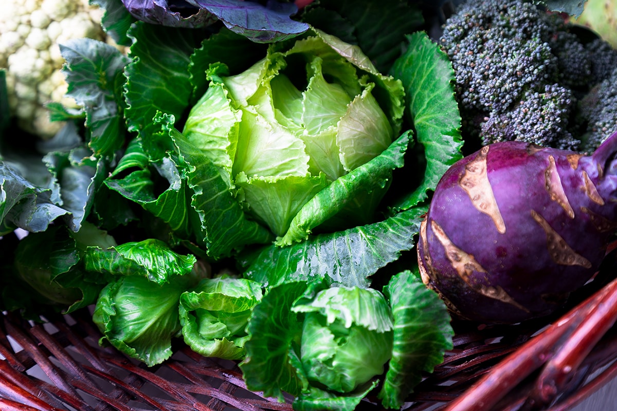 Plants de choux et cie. – Les jardins d'Elisabeth